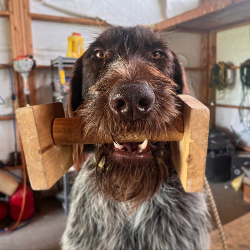 GERMAN WIREHAIRED POINTERS: Stud Service